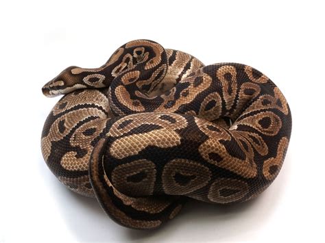 Male Breeder Triple Heterozygous Ultra Het Axanthic Het Clown Ball Pyt New England Reptile Nerd