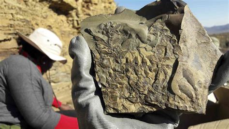 Exquisite New Fossils From South Africa Offer A Glimpse Into A Thriving