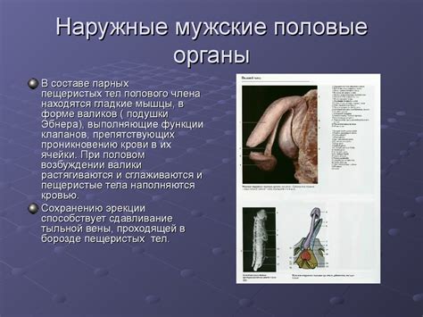 Половые органы девочки 10 лет фото