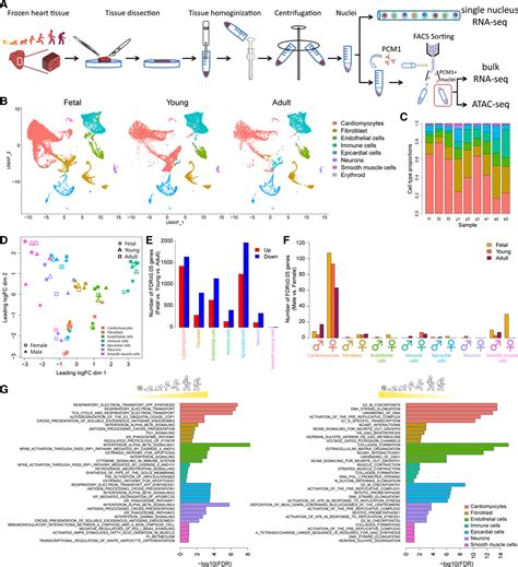 Sex Specific Control Of Human Heart Maturation By The Progesterone