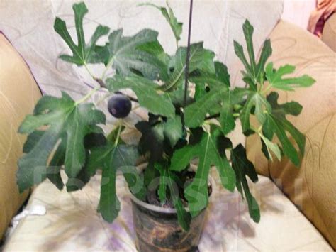 Инжир Петита Негра (Fig ‘Petite Negra’ ) - единственный комнатный сорт ...