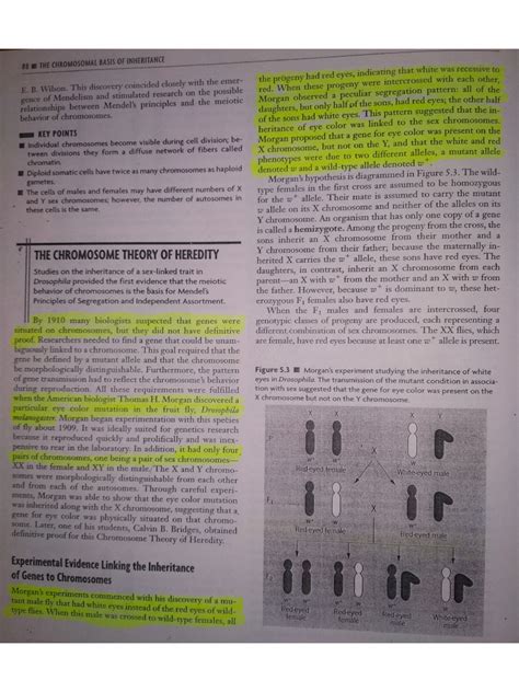 Chromosomal Basis Of Inheritance Pdf