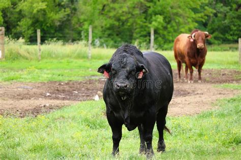A Big Black Bull Out On The Ranch Field Stock Image Image Of Tags