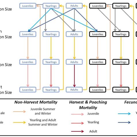 Flow Diagram Of The Sex Age Kill Model Used To Estimate Bobcat Download Scientific Diagram