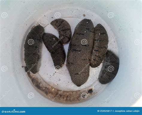 Closeup With Sea Cucumbers Are Echinoderms From The Class Holothuroidea Stock Image Image Of