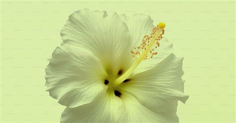 공중에 노란색 중심이 있는 흰색 꽃 사진 Unsplash의 꽃 이미지