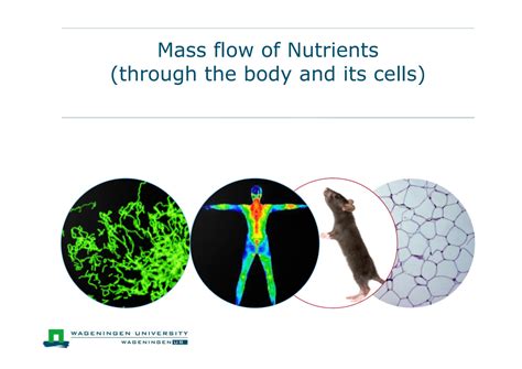 SOLUTION Presentation Mass Flow Of Nutrients On Digestive System Studypool