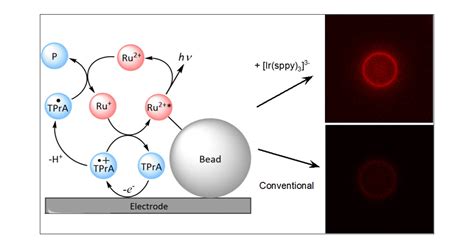 Electrochemiluminescence Amplification In Bead Based Assays Induced By A Freely Diffusing