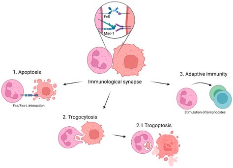 Targeting The Cd47 Sirpα Innate Immune Checkpoint To Potentiate Antibody Therapy In Cancer By