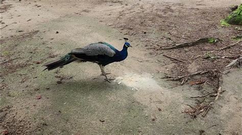 과자부스러기 먹는 공작새 Youtube