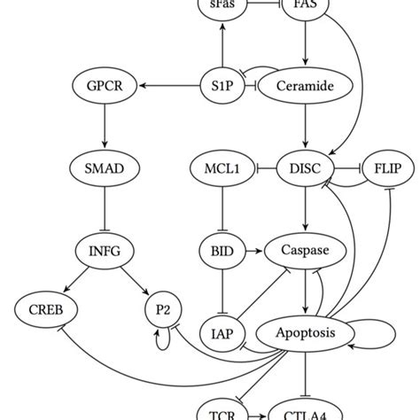 T Lgl Leukemia Gene Regulatory Network Download Scientific Diagram