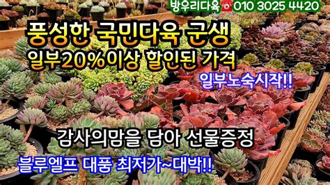 방우리다육 새로입성한국민다육군생 20이상 할인된금액 블루엘프 착한대품군생 레티지아 50여품종succulents Plant