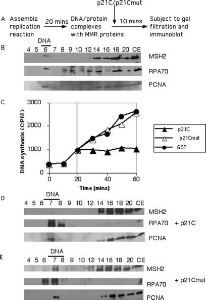 Pcna Binding Motif Dependent Recruitment Of Mmr Proteins To Replicating Download Scientific