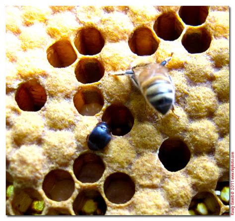 Randy Meg S Garden Paradise Hive Inspection Late August
