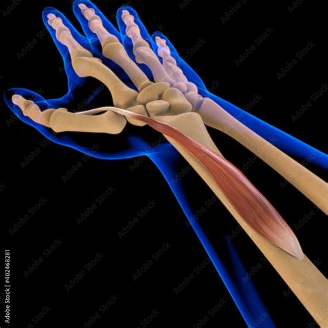 Extensor Pollicis Brevis Muscle