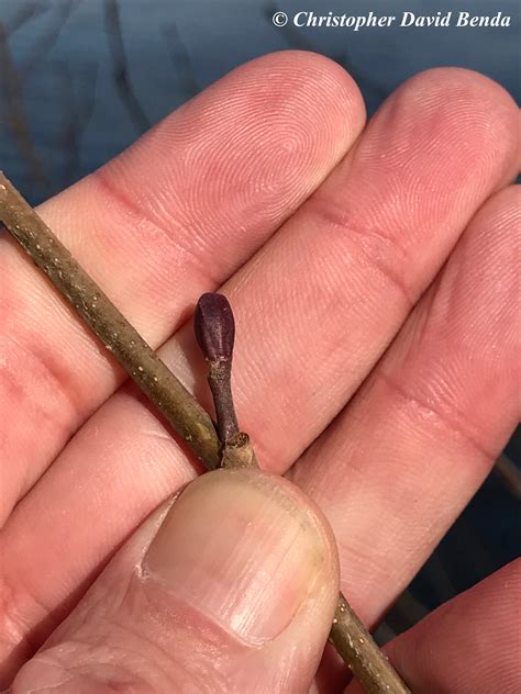 Alnus Glutinosa Illinois Botanizer