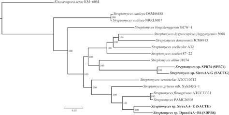 Multilocus Phylogenetic Tree Of The Genus Streptomyces The Download Scientific Diagram