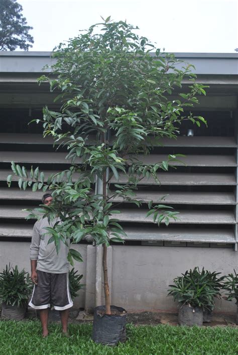 Guyong Guyong1 Cainta Plant Nursery