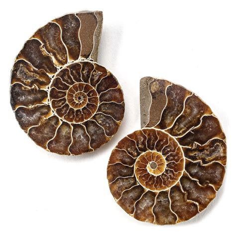 Kalifano Extinct Natural Polished Ammonite Shell Pair