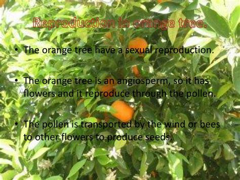 PPT The Vital Funtions Of The Lion And The Orange Tree PowerPoint Presentation ID