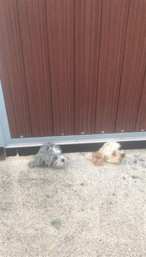 What The Optical Illusion Know Your Meme