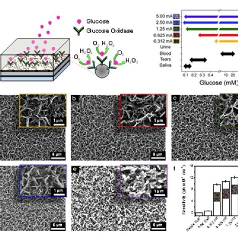 Basic Working Principle For Glucose Biosensors Molecules Are Not Drawn Download Scientific