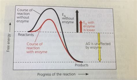 Solved Is This An Endergonic Or Exergonic Reaction Explain