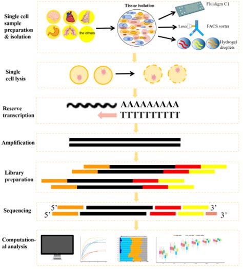 Overview Of Scrna‐seq This Process Includes Single Cell Isolation