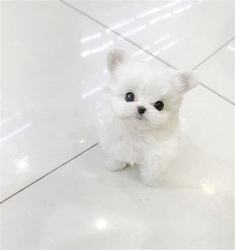 하이브리드견종 말티폼분양 성견 분양가격 분양정보의 모든것 네이버 블로그