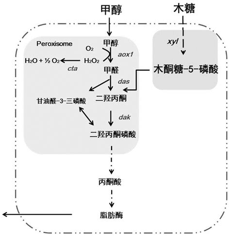 利用甲醇和木糖共底物产脂肪酶的基因工程菌及其应用的制作方法