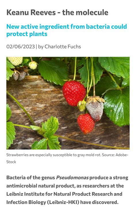 Bacteria Of The Genus Pseudomonas Produce A Strong Antimicrobial Natural Product Professor