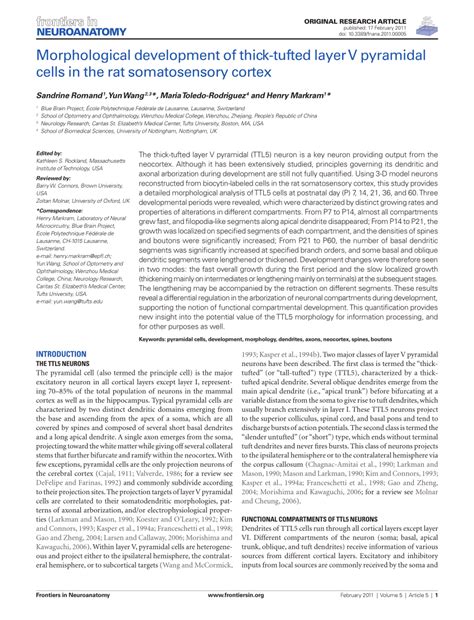 Pdf Morphological Development Of Thick Tufted Layer V Pyramidal Cells In The Rat Somatosensory