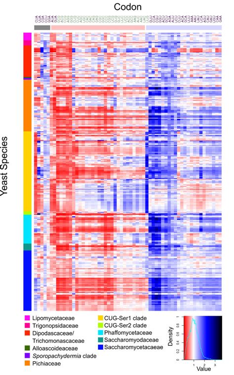 Relative Synonymous Codon Usage Rscu Analysis Revealed An