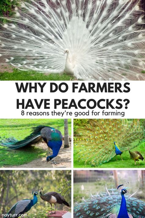 Why Do Farmers Have Peacocks 8 Reasons Theyre Good For Farming Nayturr