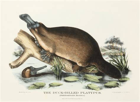 The Duck Billed Platypus Ornithorhynchus Anatincus Antique Print
