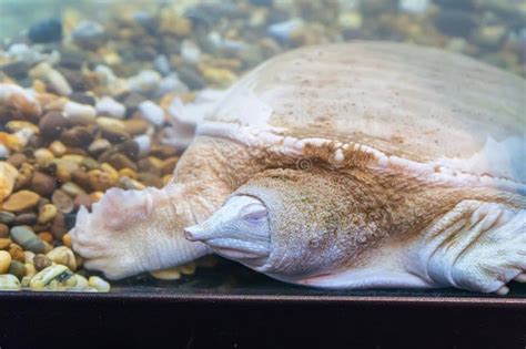 Albino Softshell Turtle Stock Image Image Of Shell 279353153