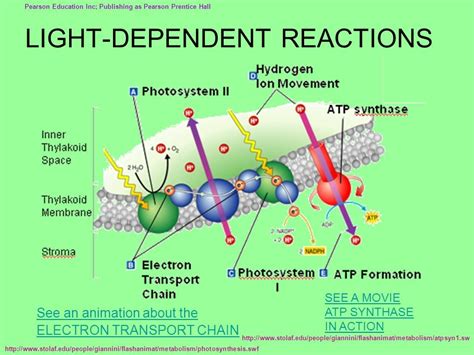 Bio Light Dependent Reactions Of Photosynthesis Diagram Quizlet