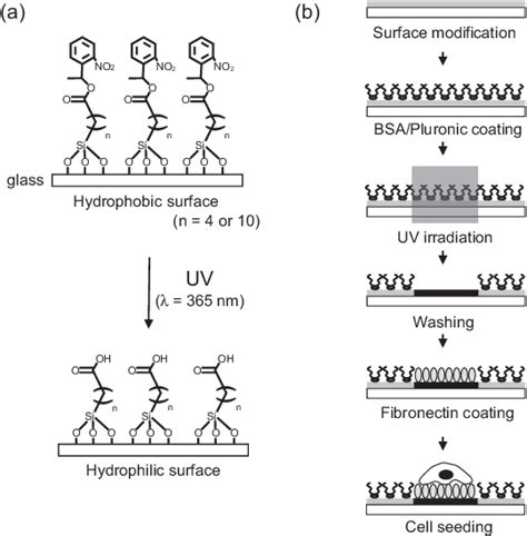 Figure 2 From Recent Advances In Cell Micropatterning Techniques For
