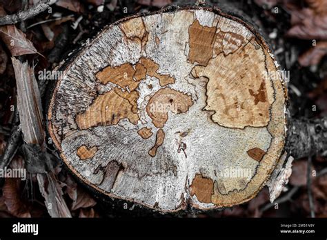 Cut Tree Trunk Resembling The Earth Map Of Continents Orangey Winter Colors Many Veins Present