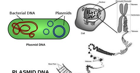 Difference Between Chromosomal Dna And Plasmid Dna Chromosomal Dna Vs