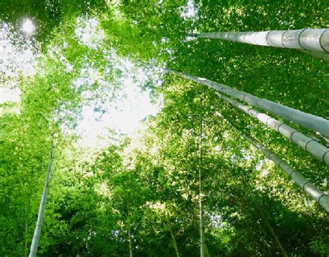 Virtuora® Network Control Fujitsu Network Communications Fujitsu United States