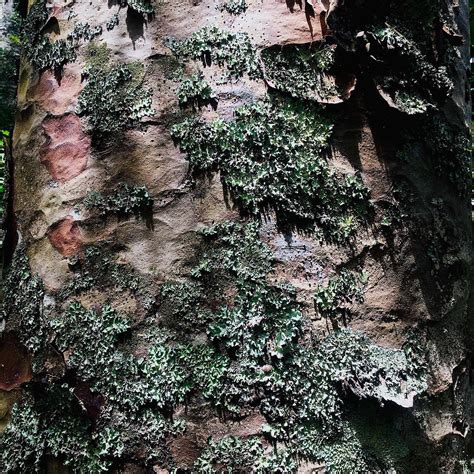 Skinperfector The Mighty Kauri Unlike The Bark Of A Facebook