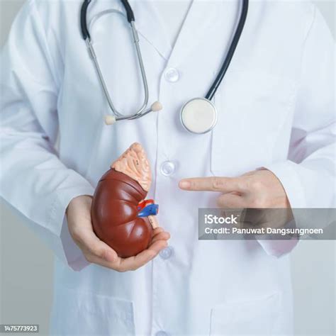 해부학적 신장 부신 모델을 들고 있는 의사 비뇨기계 및 결석의 질병 암 세계 신장의 날 만성 신장 비뇨기과 신장염 신장 및 이식 개념 3월에 대한 스톡 사진 및 기타 이미지