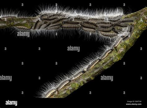 Oak Processionary Thaumetopoea Processionea Moths On Oak Tree Branch