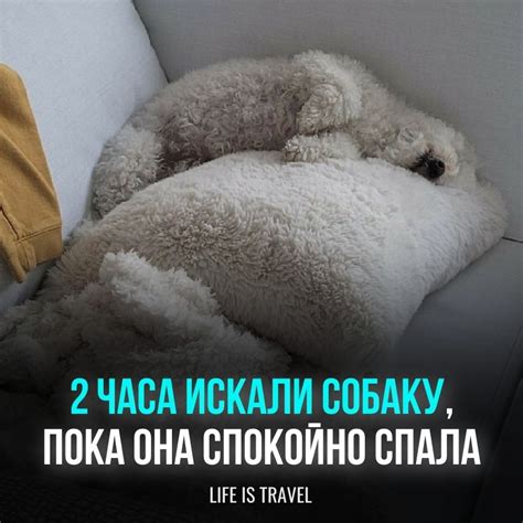Недавно купили новую подушку и собака сразу полюбила её Вот LIFE