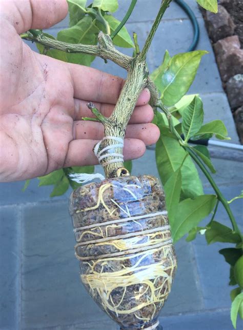 You Can Clone A Tree By Forcing Roots To Grow Out Of A Branch Through A Process Called Air