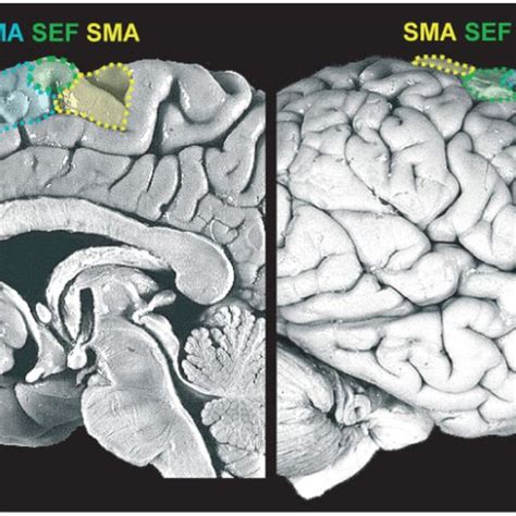 Areas Composing The Prefrontal Cortex Pfc According To The