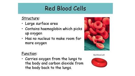Adaptation In Cells Cambridge Igcse Biology Ppt