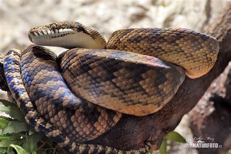 Amethystine Python Photos Amethystine Python Images Nature Wildlife Pictures NaturePhoto