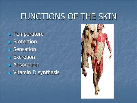 Ppt The Integumentary System Structure Functions And Disorders Of